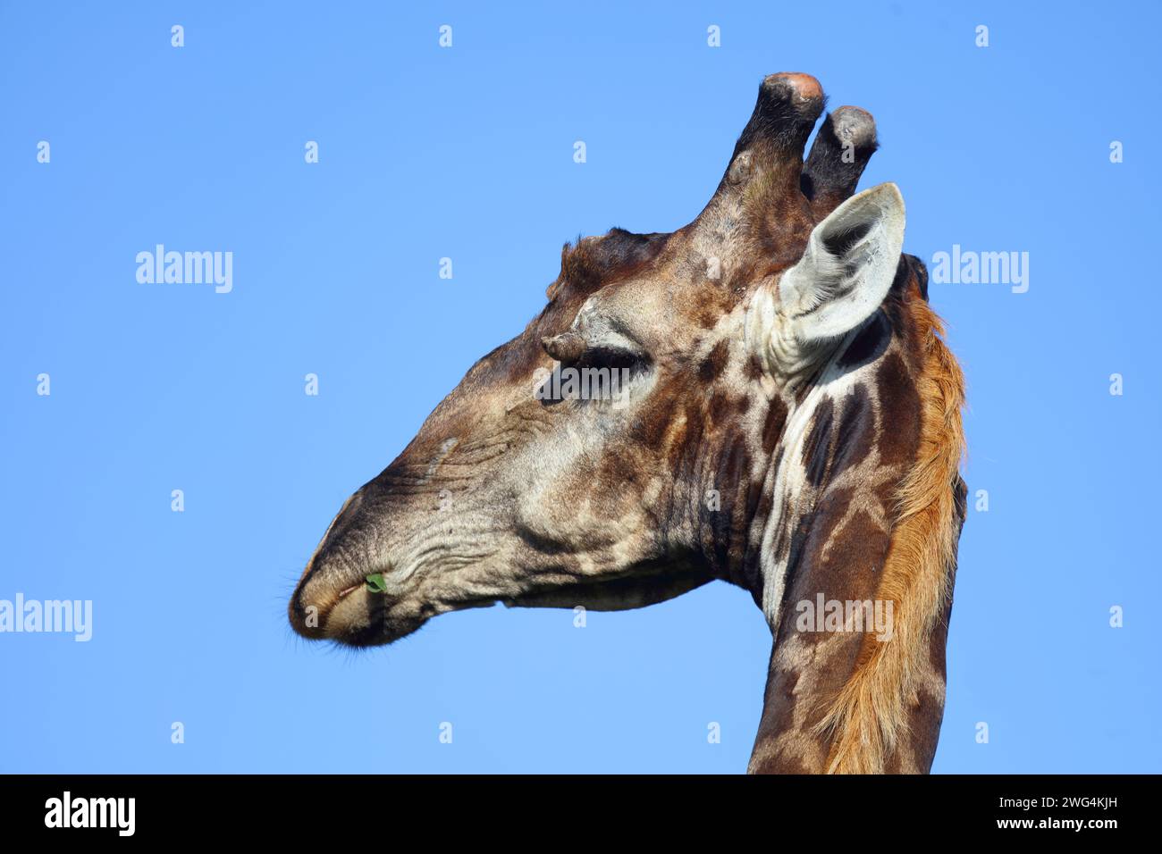 Sick giraffe hi-res stock photography and images - Alamy