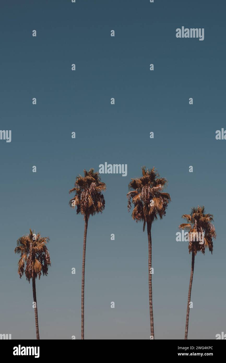 Tropical palm trees against a clear blue sky. Summertime vacation ...