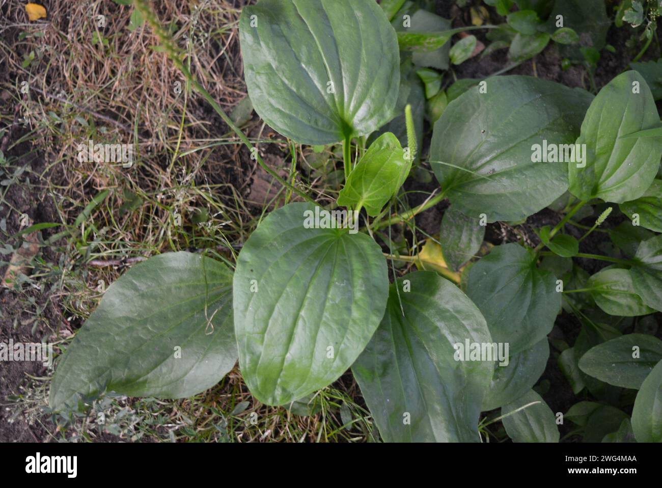 On land with shallow grass, a green plantain grows Stock Photo - Alamy