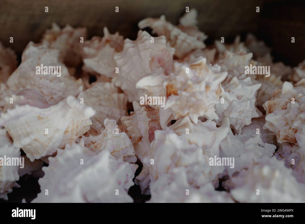 Detailed seashells hi-res stock photography and images - Alamy