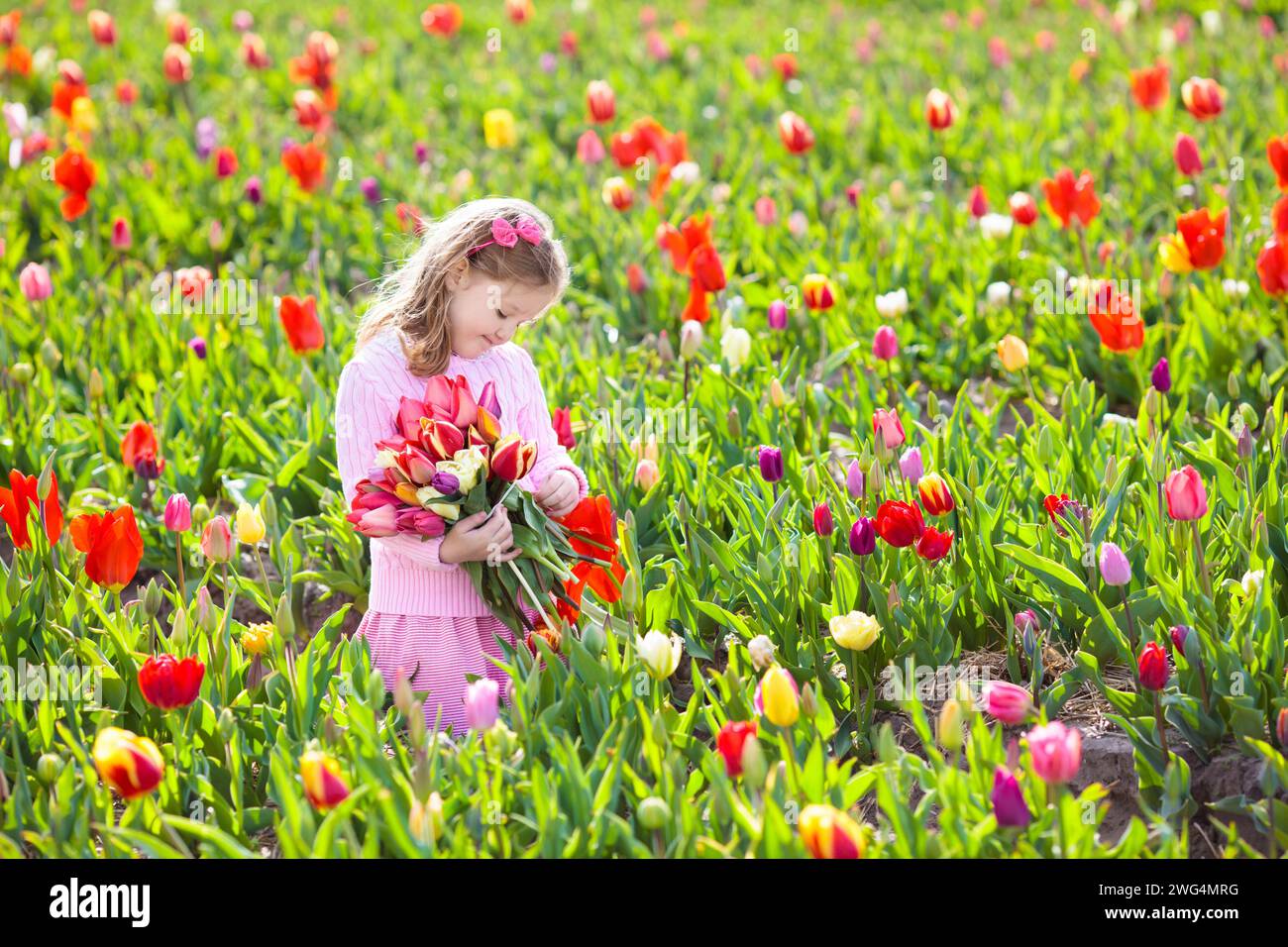 Child in tulip flower field. Little girl cutting fresh tulips in sunny ...