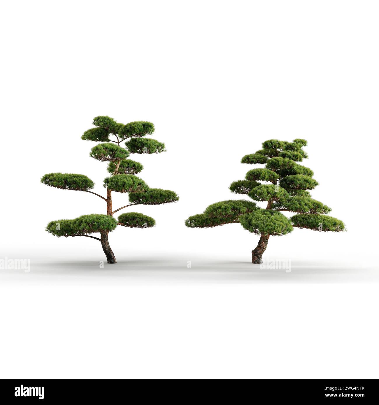Japanese trees Cut Out Stock Images & Pictures - Alamy