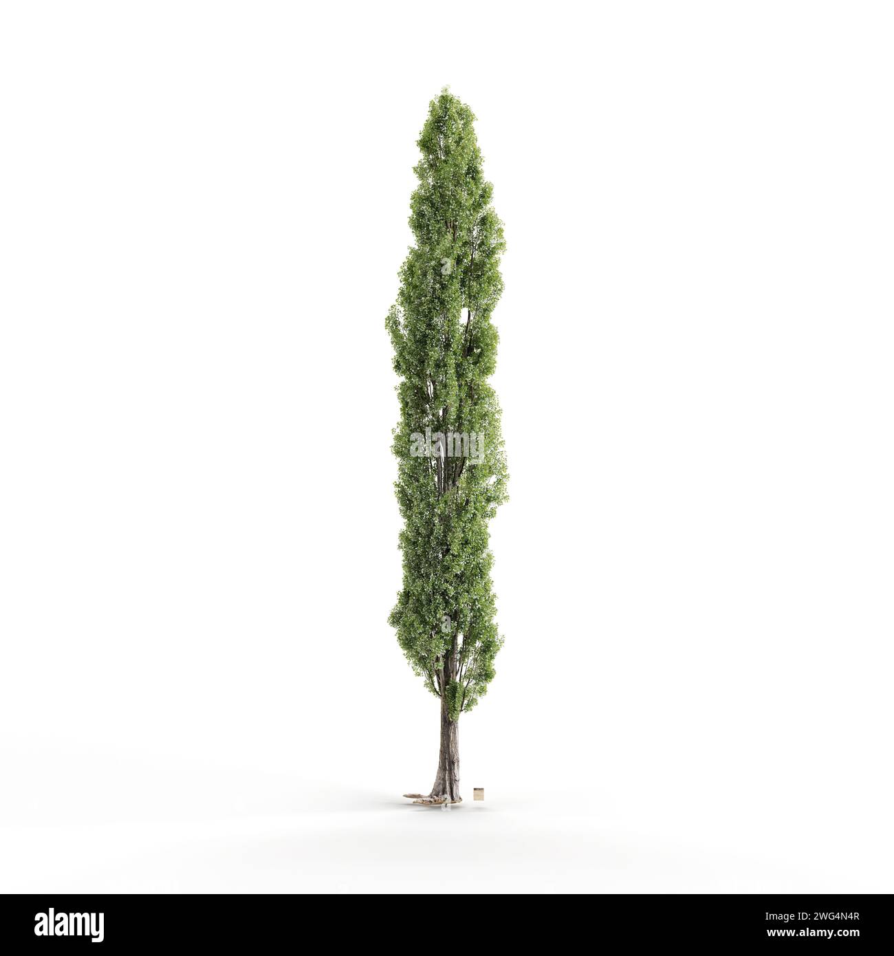 A 3D rendering of a cypress tree on a white background Stock Photo - Alamy