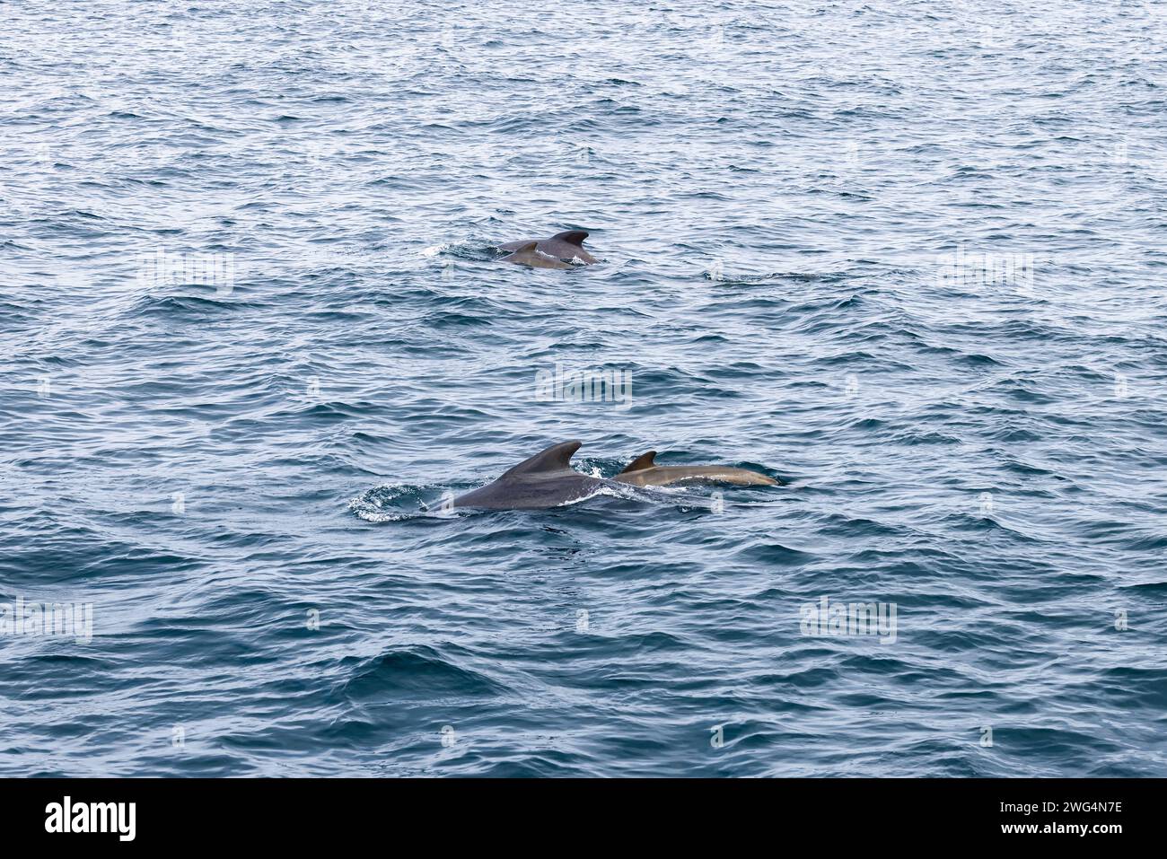 A serene depiction of two pilot whale pairs, with calves closely ...
