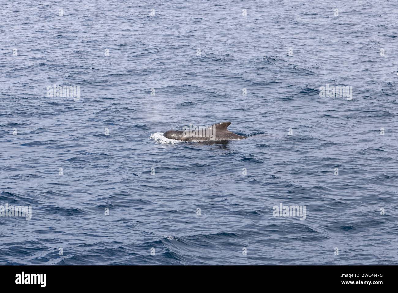 Adult ecosystem hi-res stock photography and images - Alamy