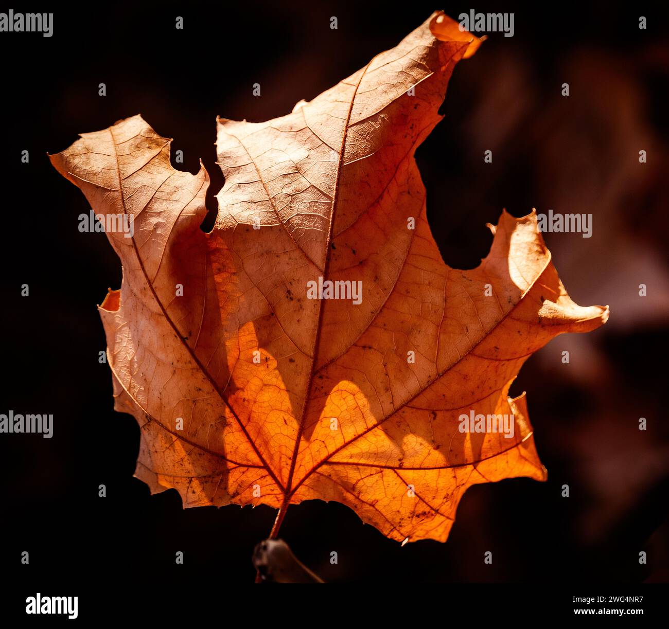 Dead leaves of Acer pseudoplatanus on the tree in Sotuelamos, Albacete ...
