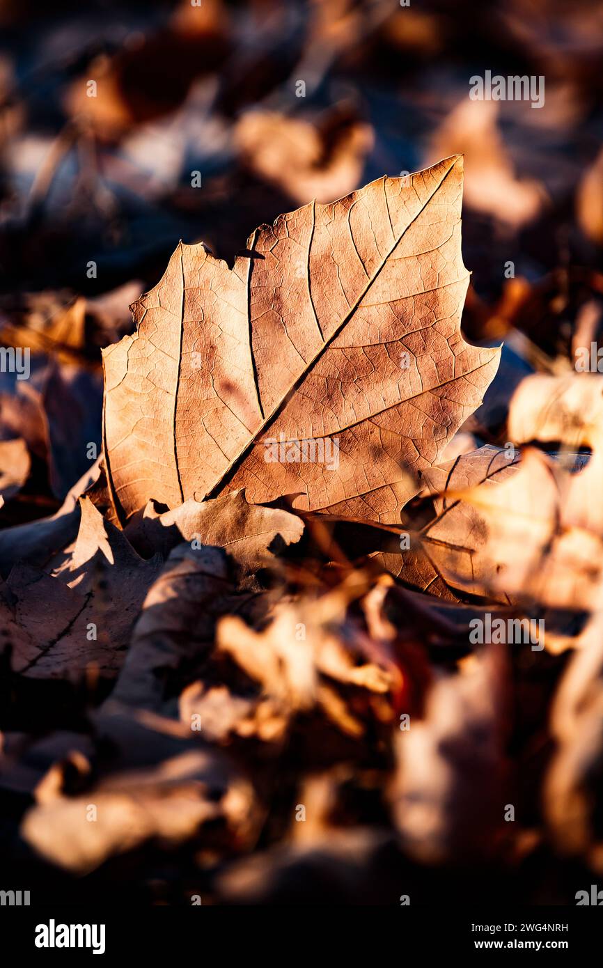 Dead leaves of Acer pseudoplatanus on the ground in Sotuelamos ...