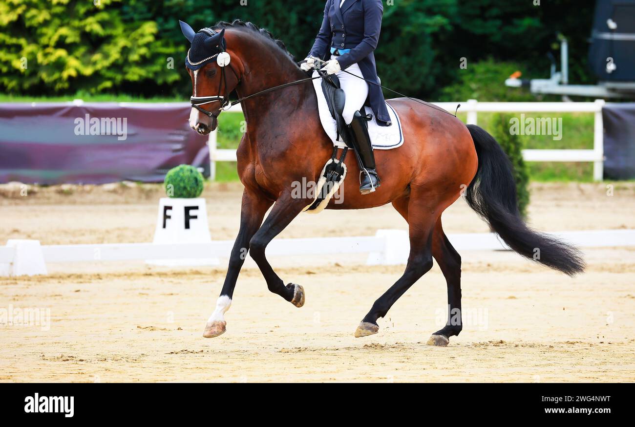 Time test horse hi-res stock photography and images - Alamy