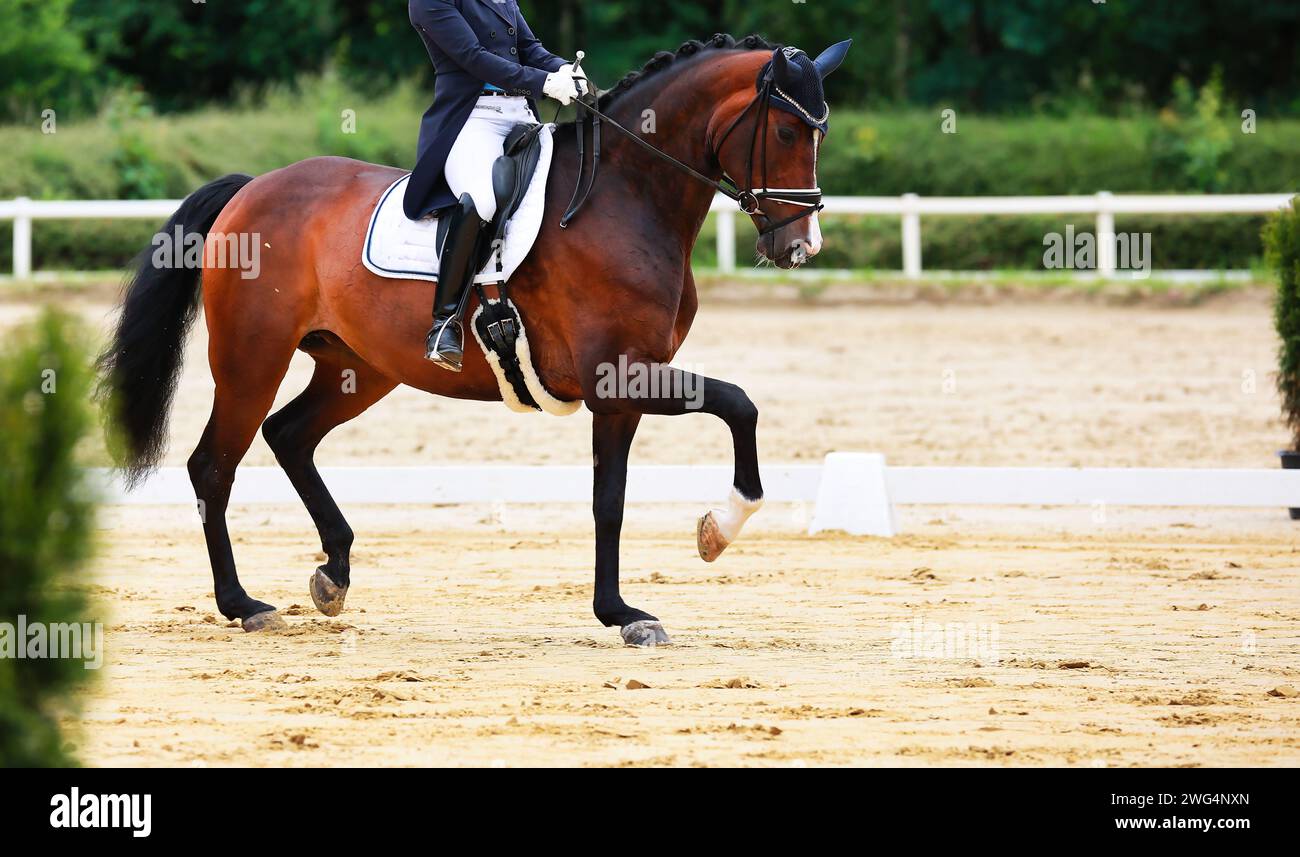 Horse dressage horse in a tournament, sporting event. Rider in tailcoat ...