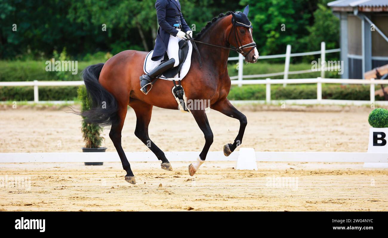 Gaits of horses’ hi-res stock photography and images - Alamy