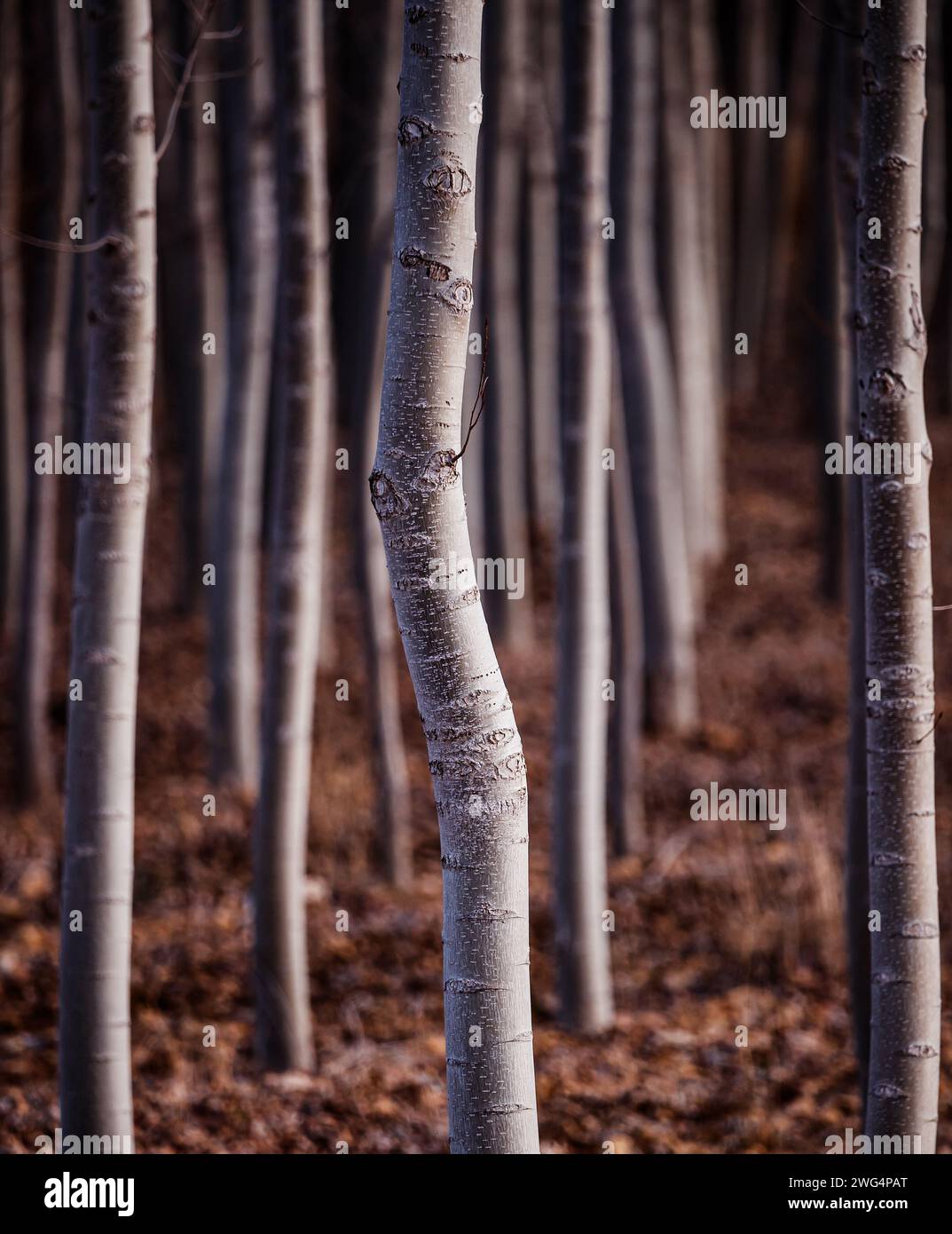 Poplar forest in El Jardín Stock Photo - Alamy