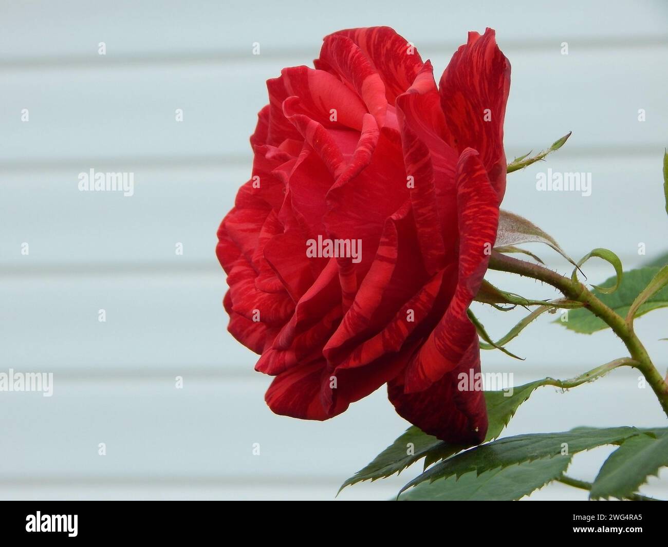 The stem of a rose plant bends under the weight of a lush red flower ...