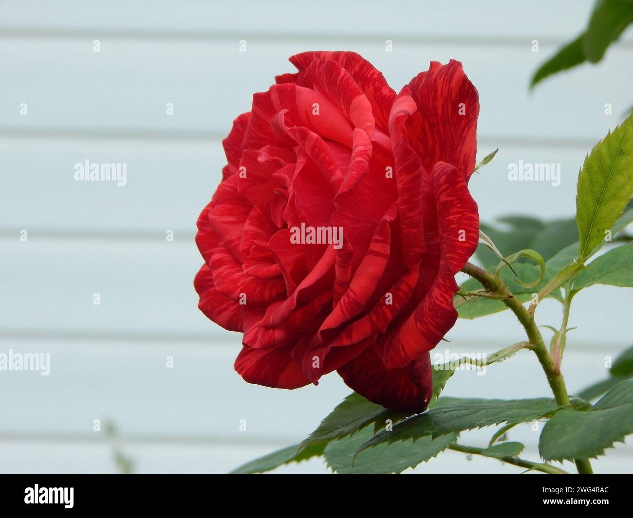 Rose flower with thorns hi-res stock photography and images - Alamy