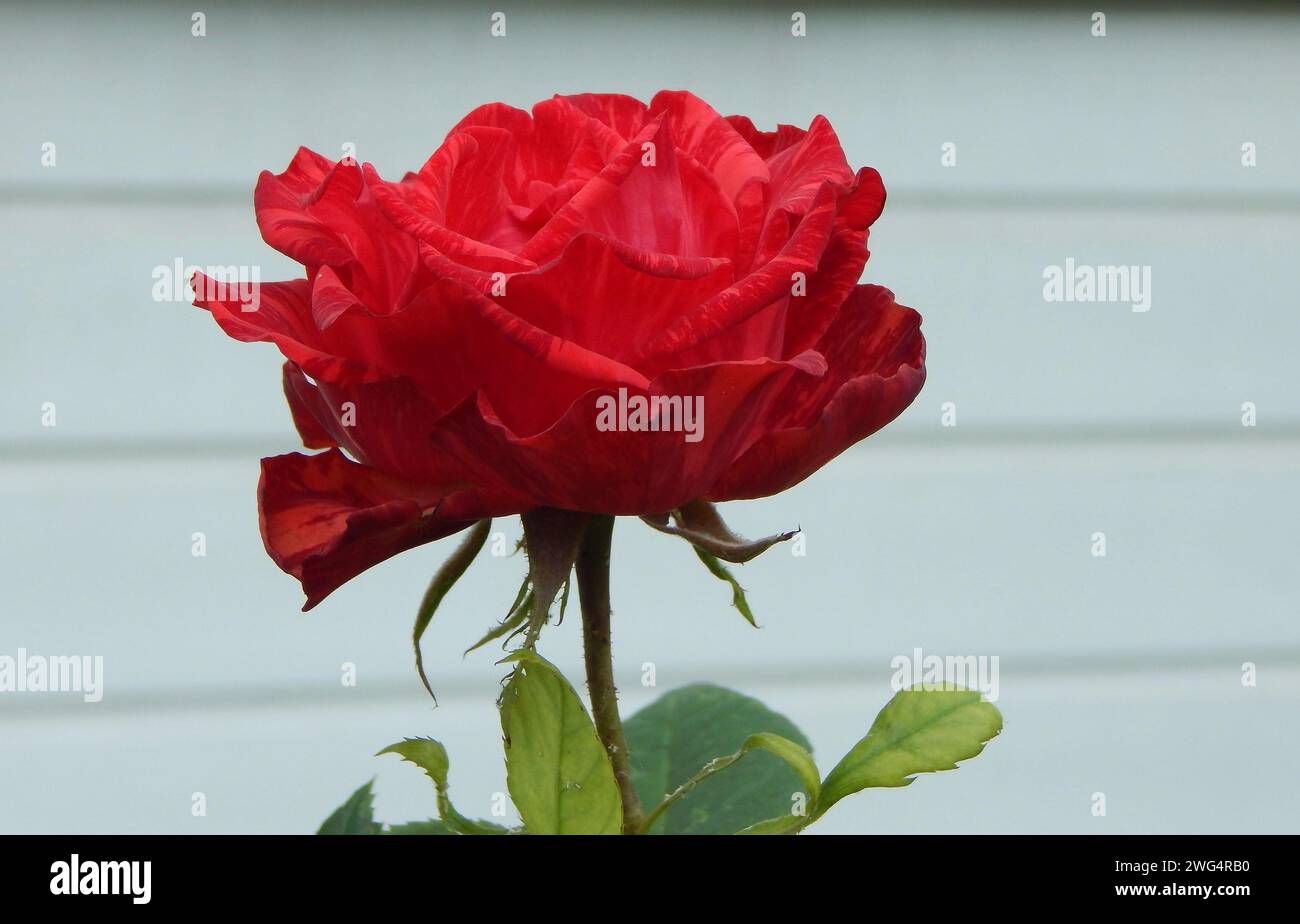 Detailed Side View Of Single Flowering Rose On Parallel White Planks ...