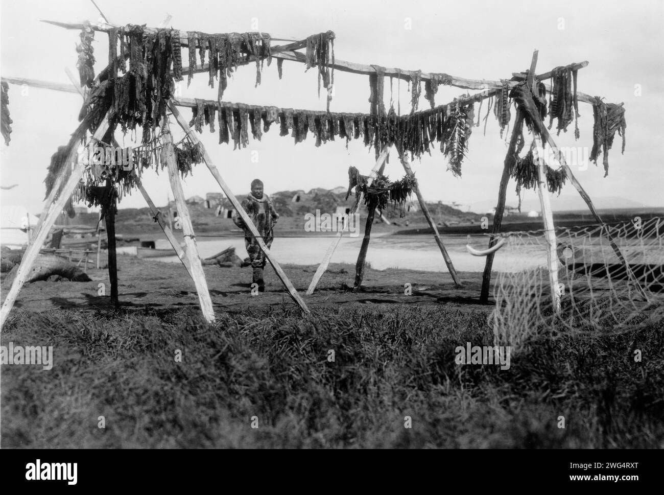 Drying whale meat-Hooper Bay, c1929. Eskimo with whale meat on poles ...