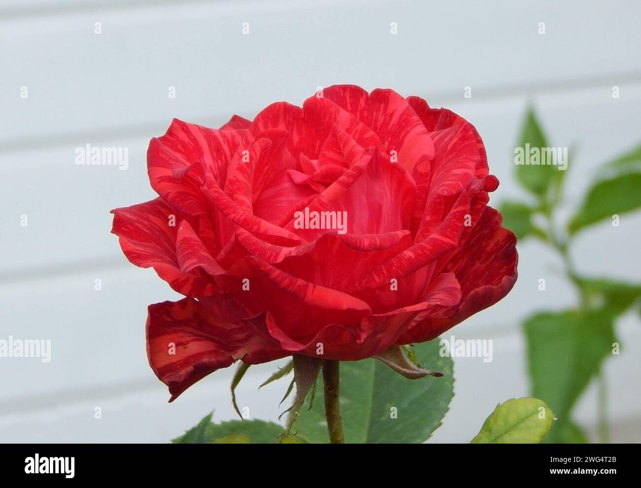 Red rose flower over white backdrop closeup detailed Stock Photo - Alamy