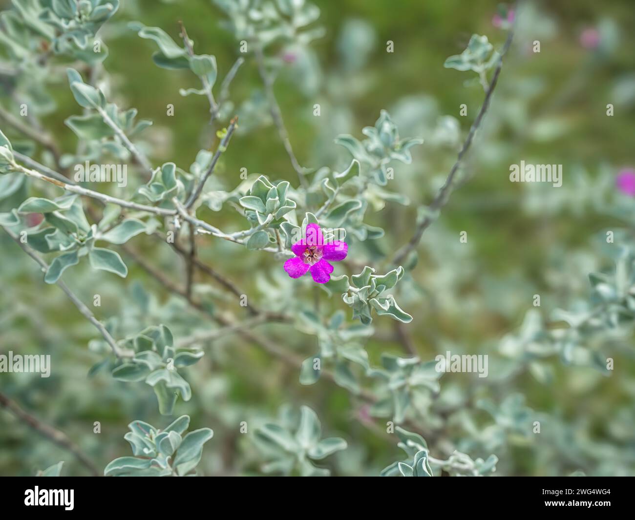 Texas ranger leaf hi-res stock photography and images - Alamy