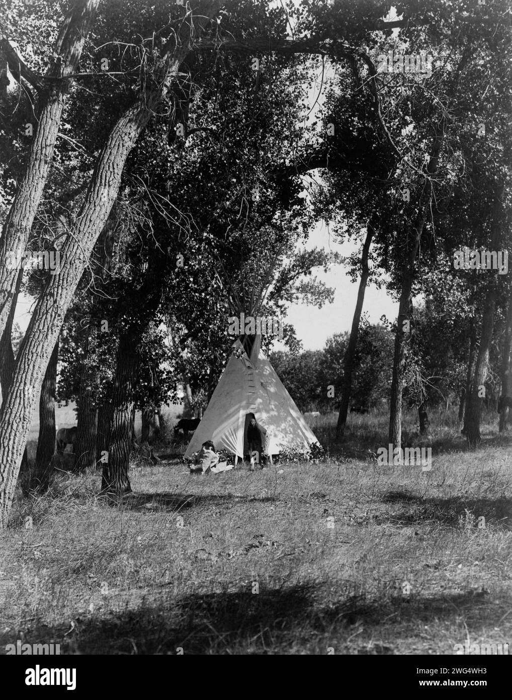 Camp in the cottonwoods-Cheyenne, c1910. Tepee in a grove of trees ...