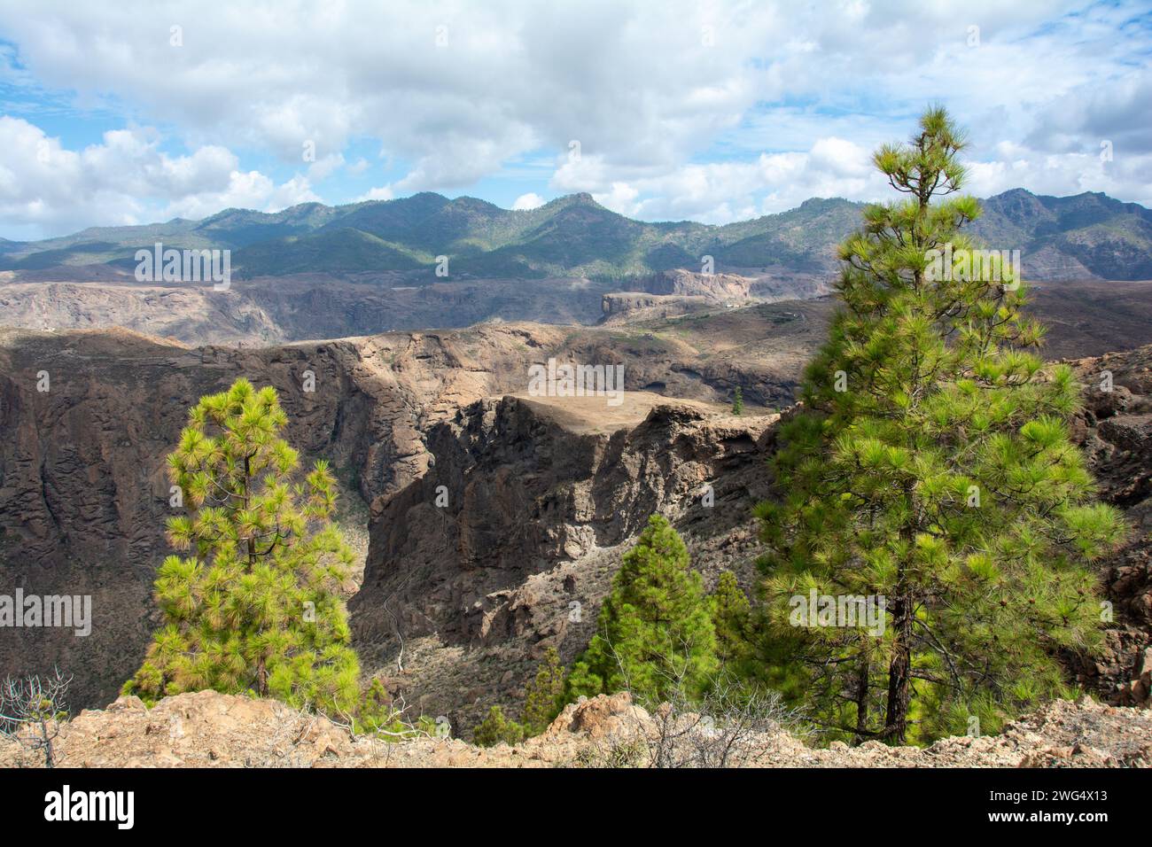Canarian pine ( Pinus canariensis ) on a mountain on the island of Gran ...