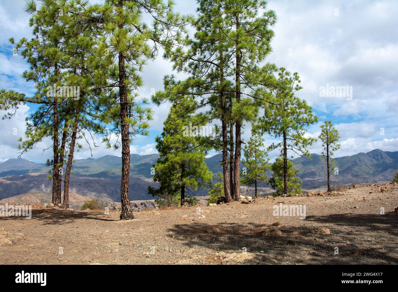 Canarian pine ( Pinus canariensis ) on a mountain on the island of Gran ...