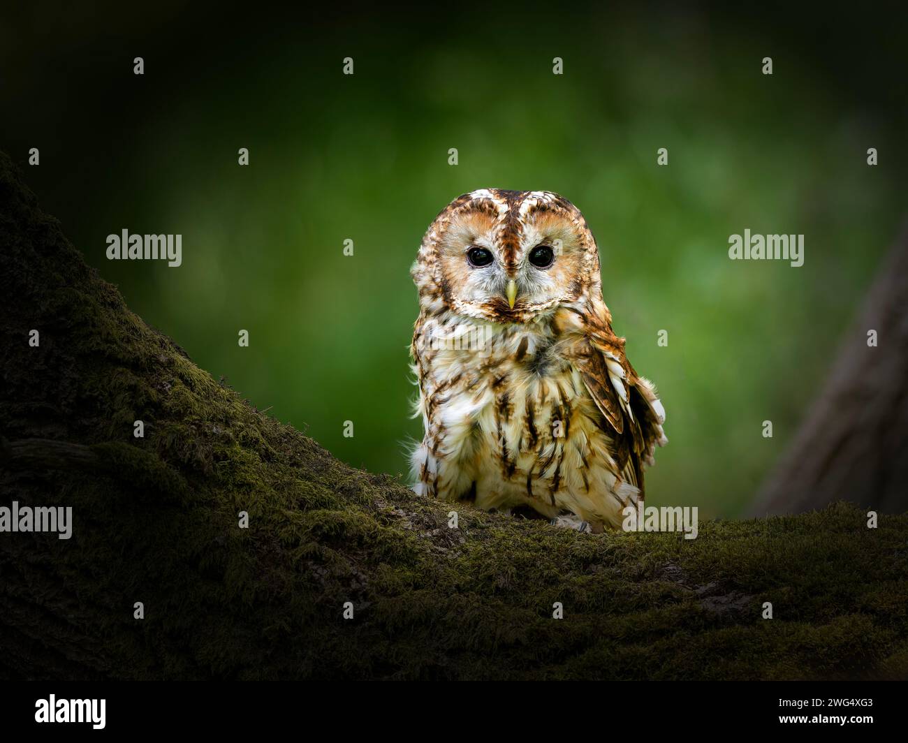 A Tawny Owl, (Strix aluco), looking towards the camera from its perch ...
