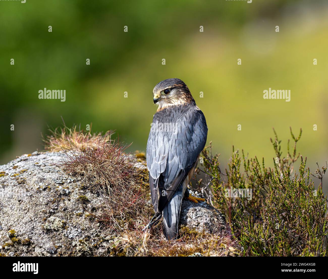British birds of prey hi-res stock photography and images - Alamy