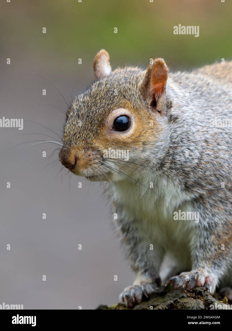 Squirrels close up hi-res stock photography and images - Alamy