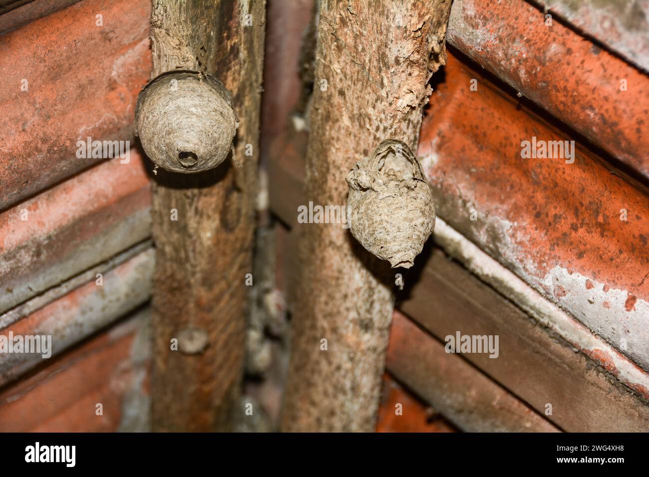 Empty Wasp nest under an old house roof by the roof tiles Stock Photo ...