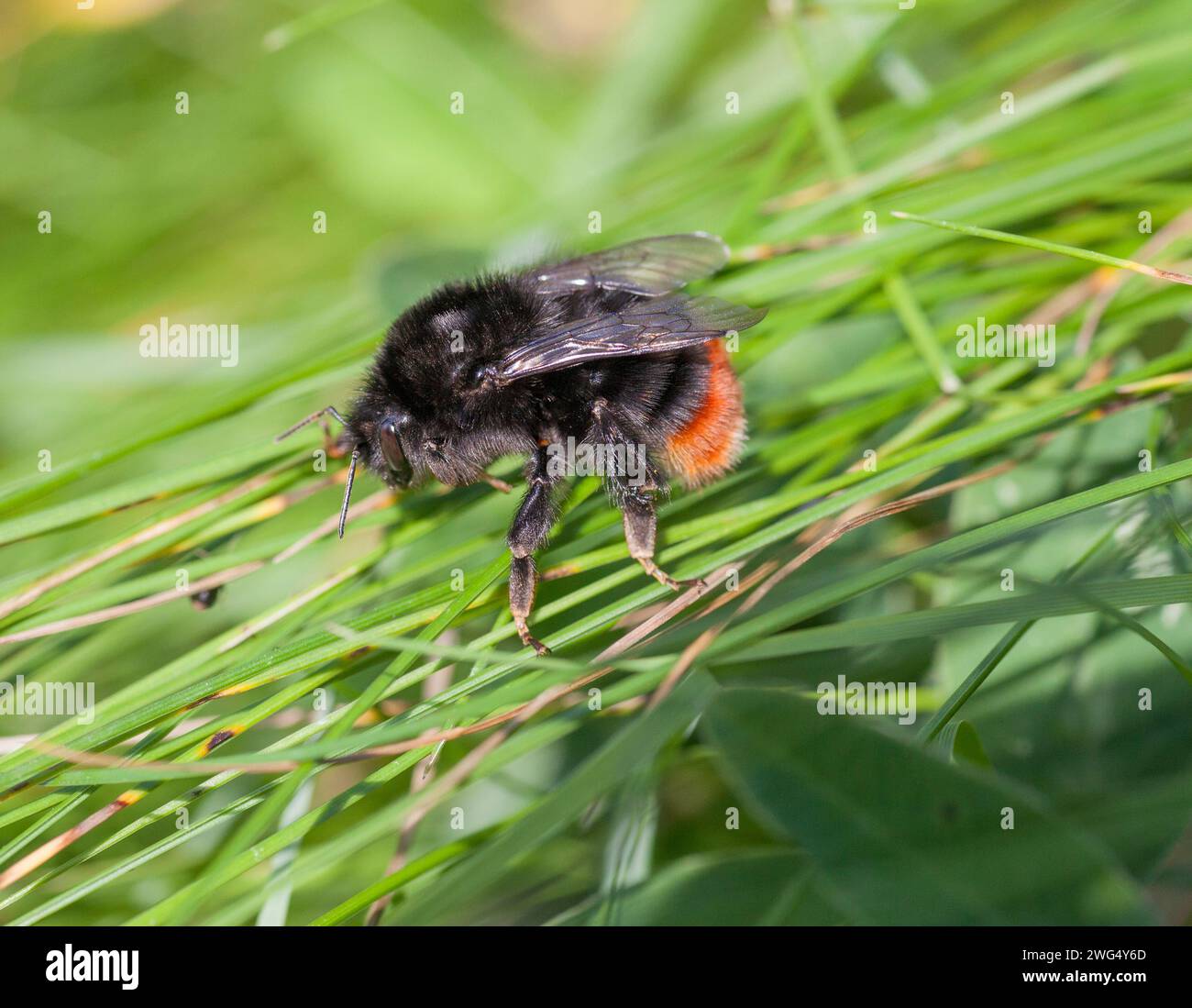 BOMBUS LAPDARIUS red-tailed bumblebee Stock Photo - Alamy