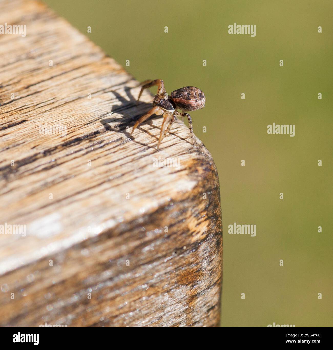 THERIDIIDAE Cobweb spders Stock Photo - Alamy
