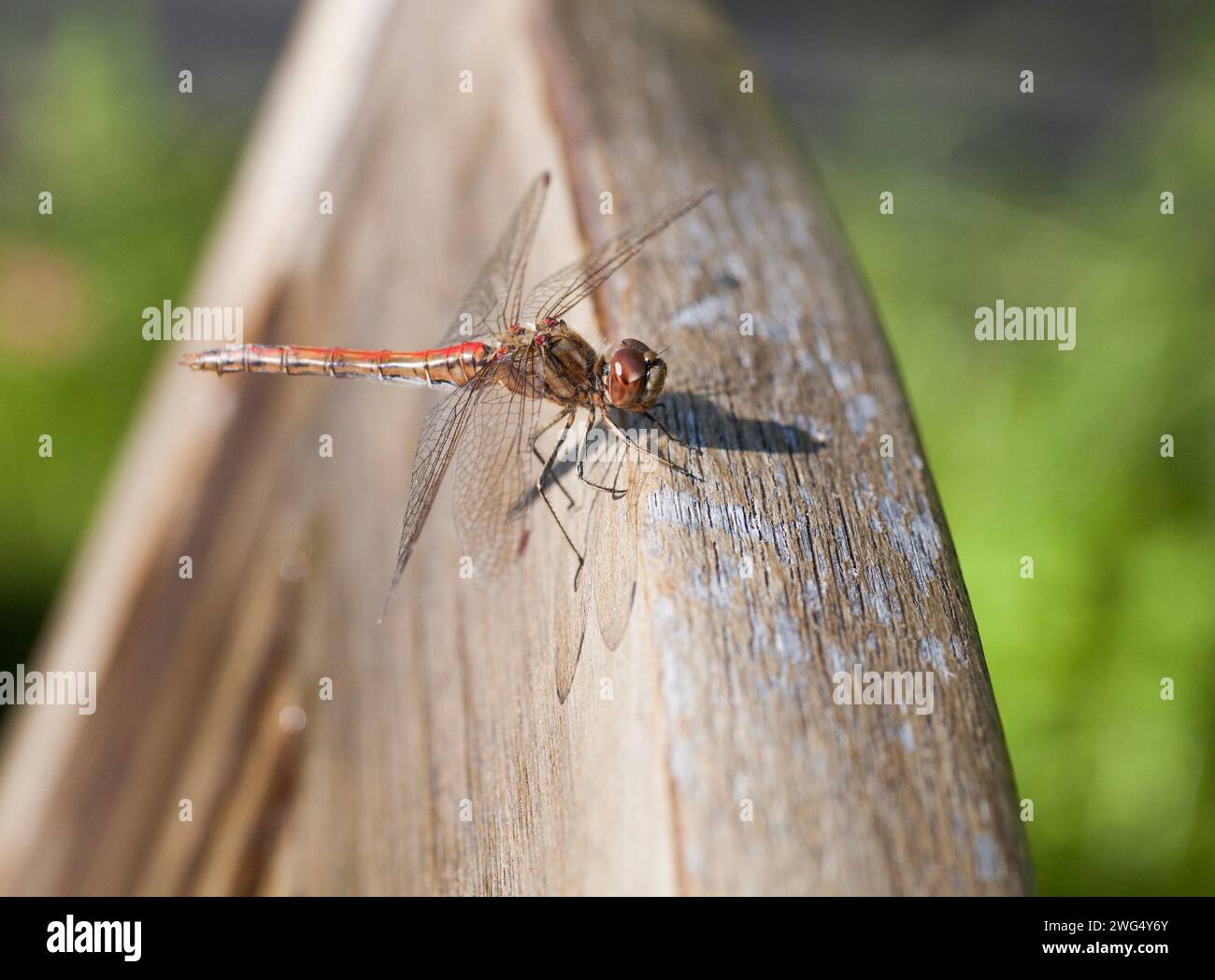 COMMON DARTER Sympetrum striolatum dragon fly Stock Photo - Alamy