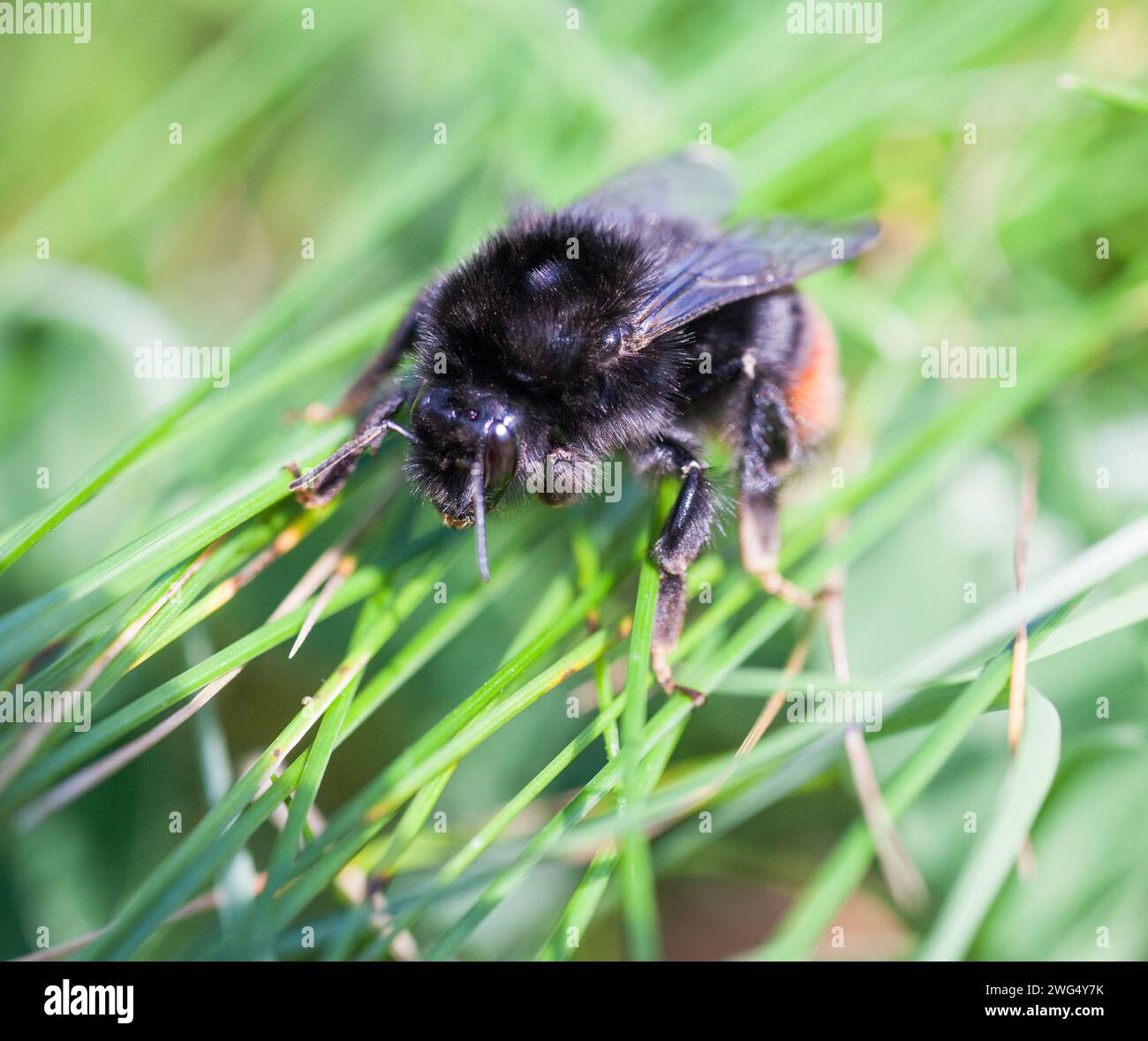 BOMBUS LAPDARIUS red-tailed bumblebee Stock Photo - Alamy