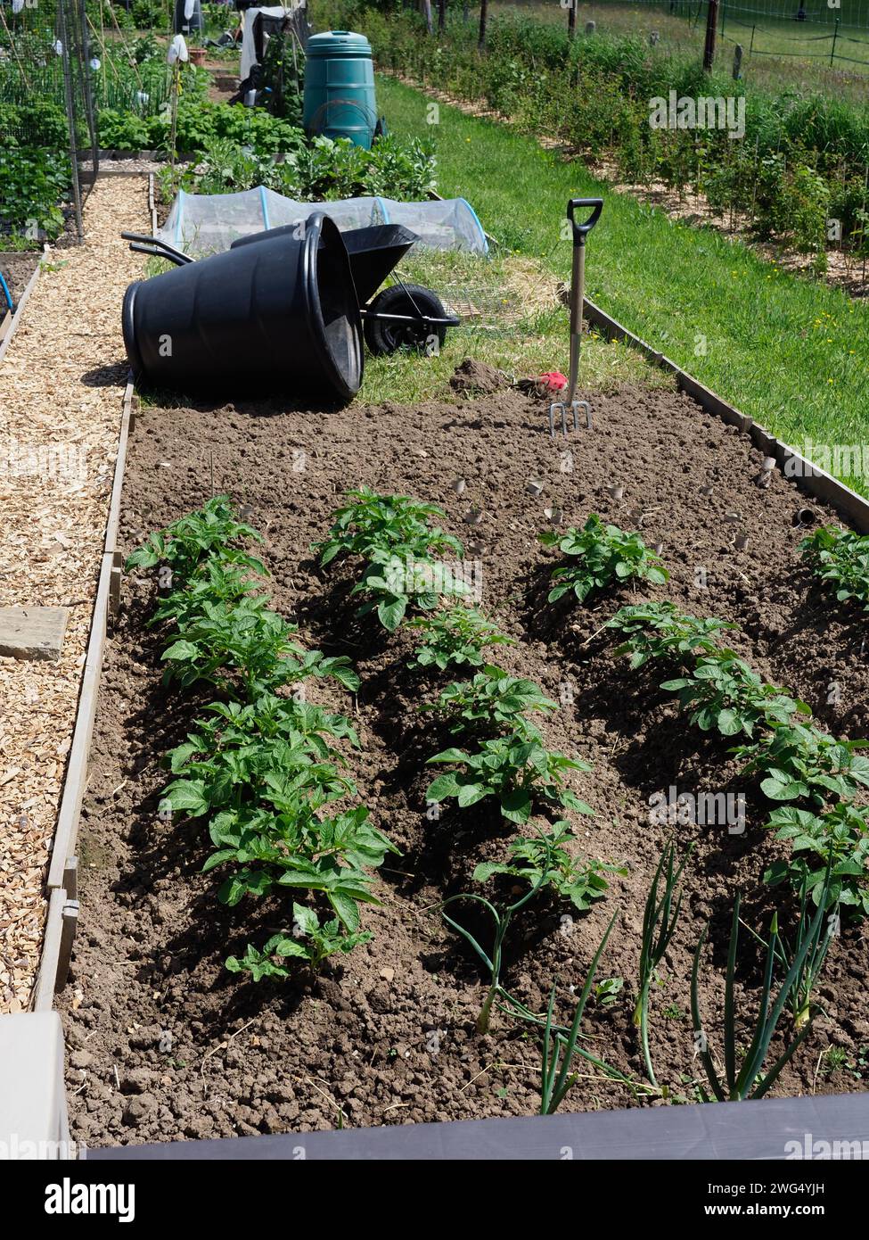 A neat and tidy vegetable patch on an allotment with rows of potatoes growing Stock Photo - Alamy