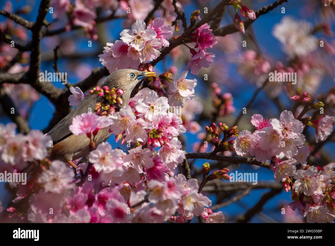 Japanese bird cherry blossom hi-res stock photography and images - Alamy