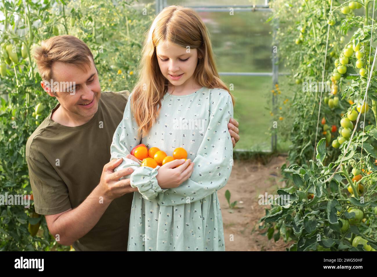 father and daughter harvest organic vegetables in a greenhouse. happy ...