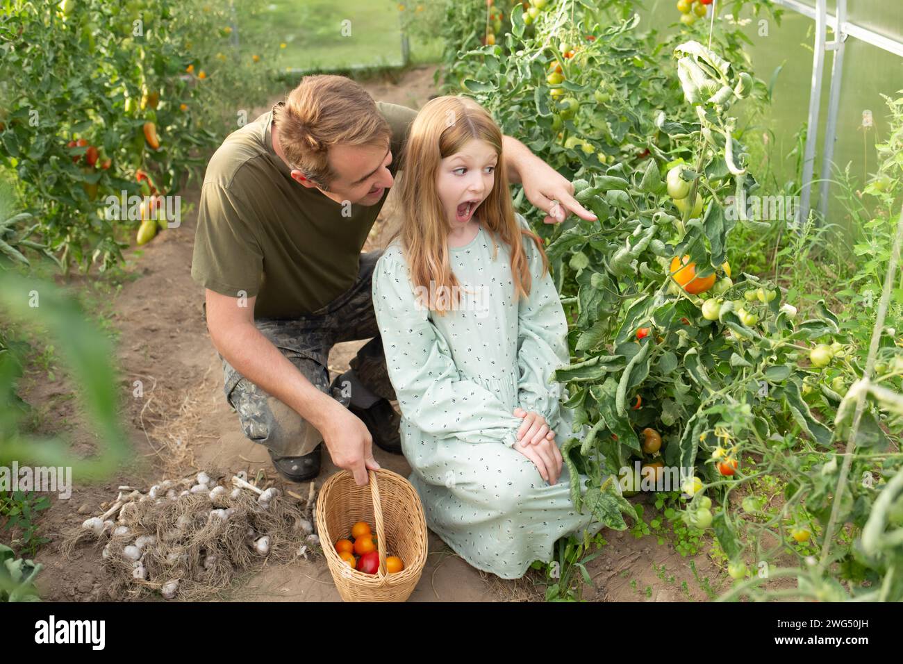 father and daughter view and harvest organic vegetables in a greenhouse ...