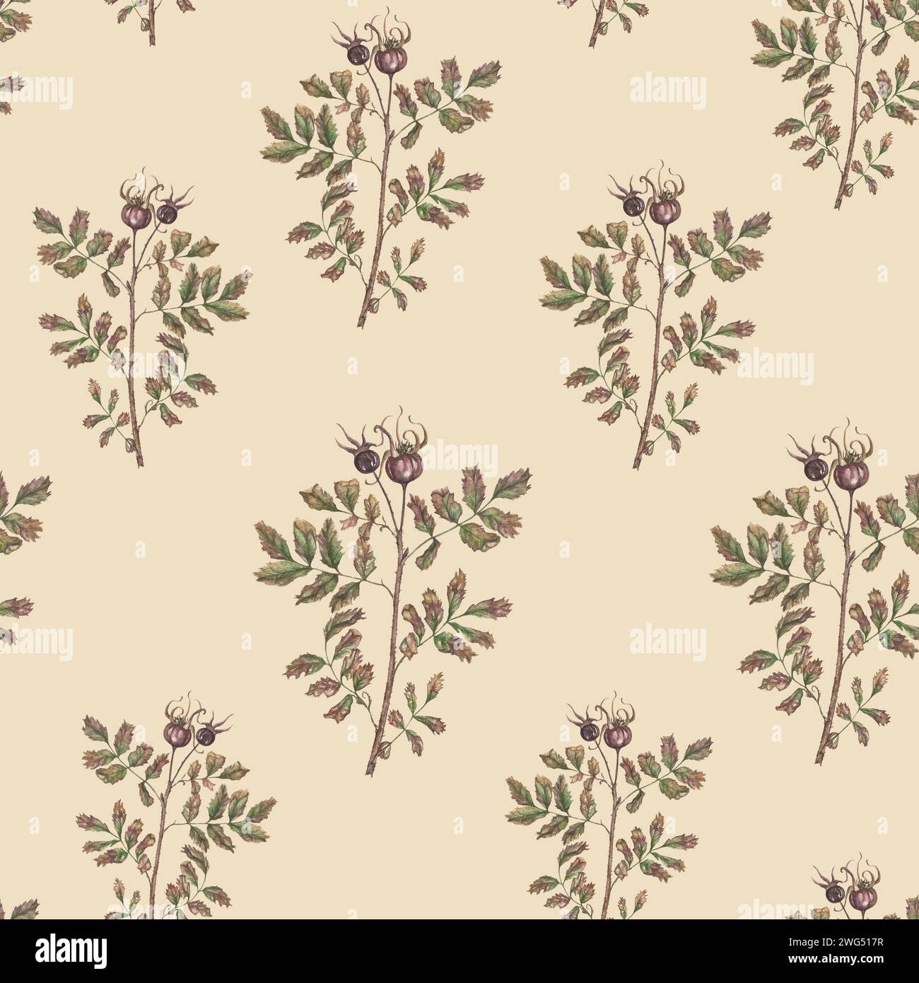 Watercolor seamless pattern rose hip. Seamless pattern on a with ...