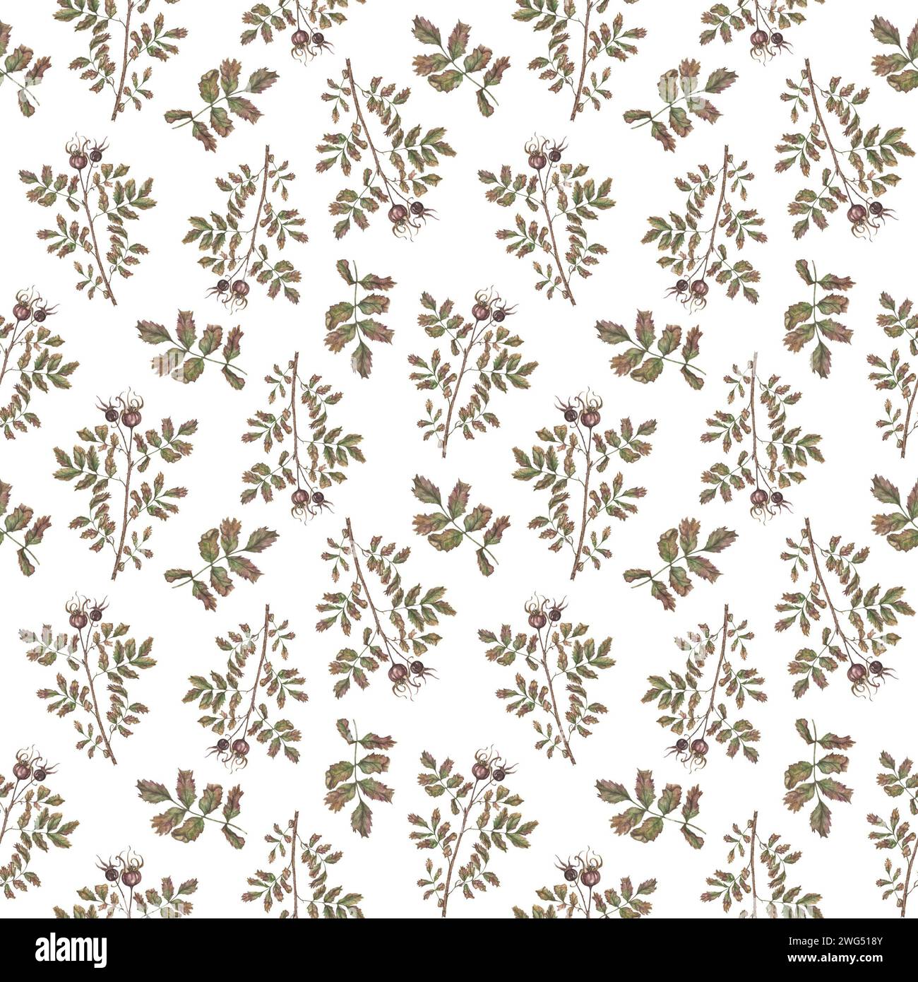 Watercolor seamless pattern rose hip. Seamless pattern on a with ...