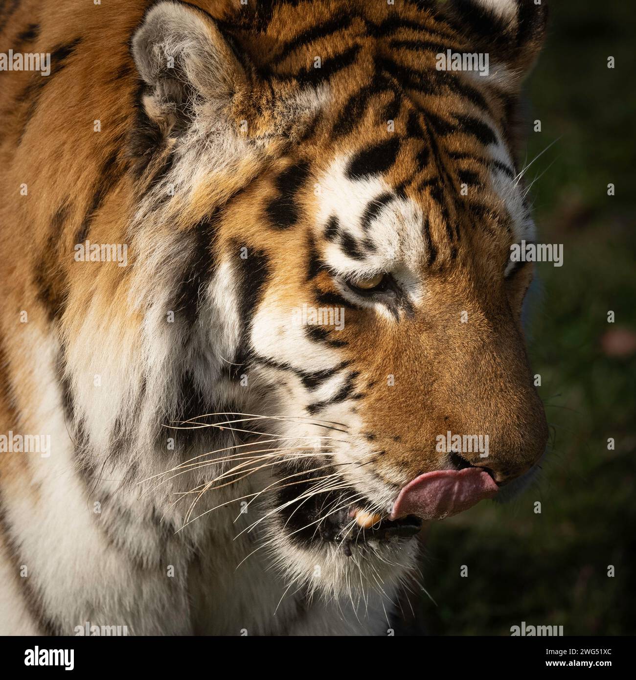Tiger head shot Stock Photo - Alamy