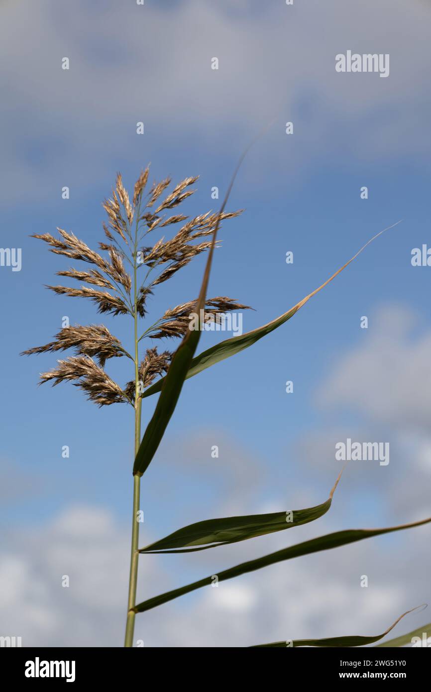Common reed phragmites australis schilfrohr hi-res stock photography ...