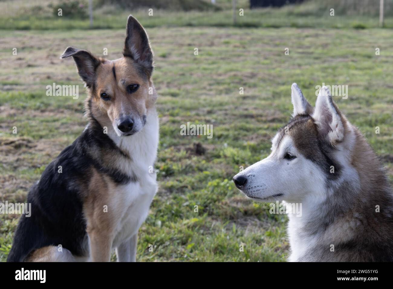 Crossbread dogs hi-res stock photography and images - Alamy