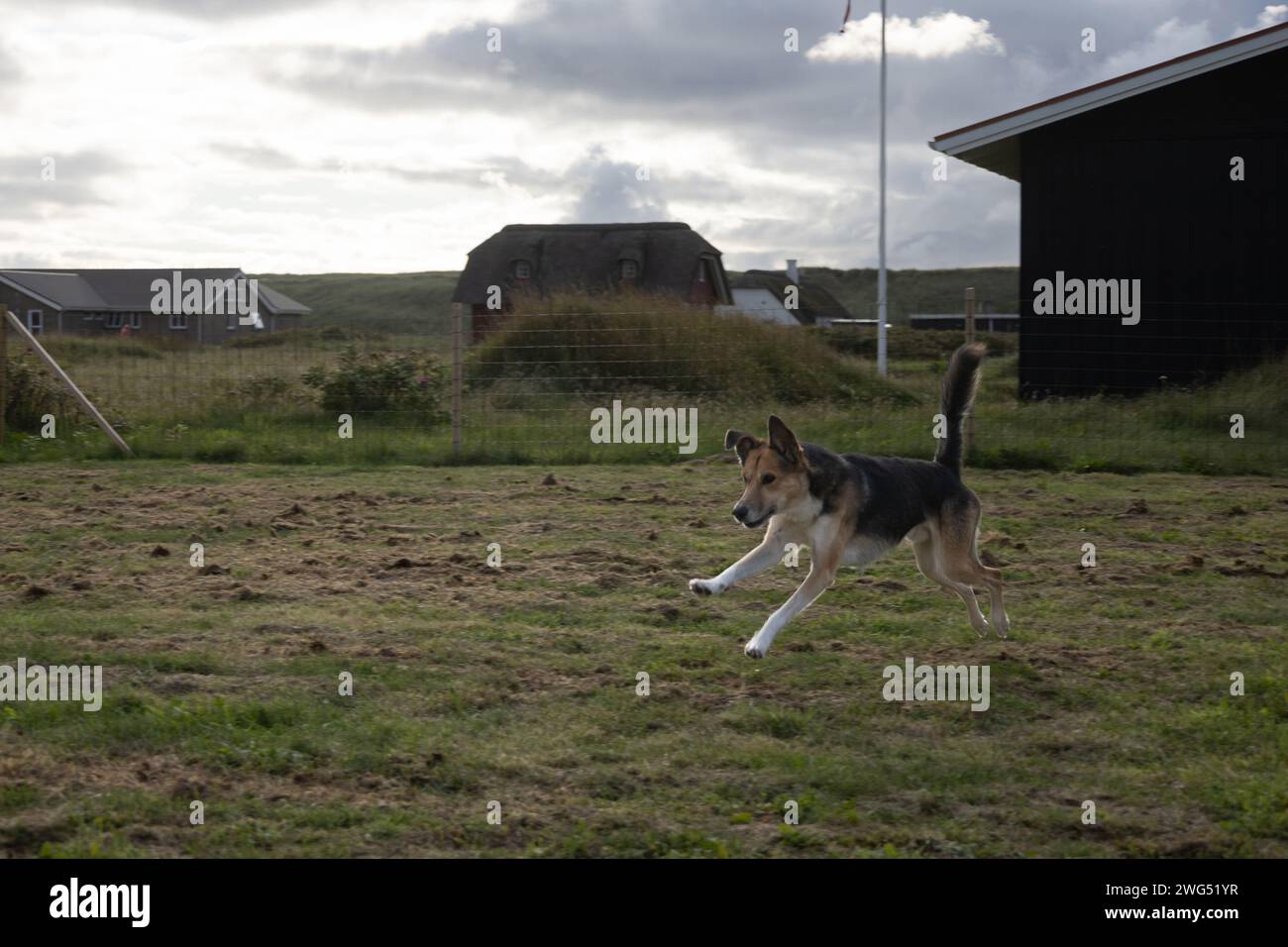 Romanian street dog hi-res stock photography and images - Alamy