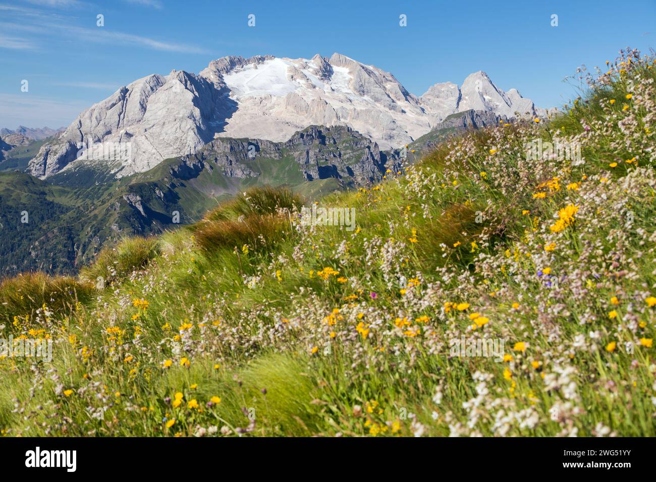 View of mount Marmolada peak with flowers, the highest mount of ...
