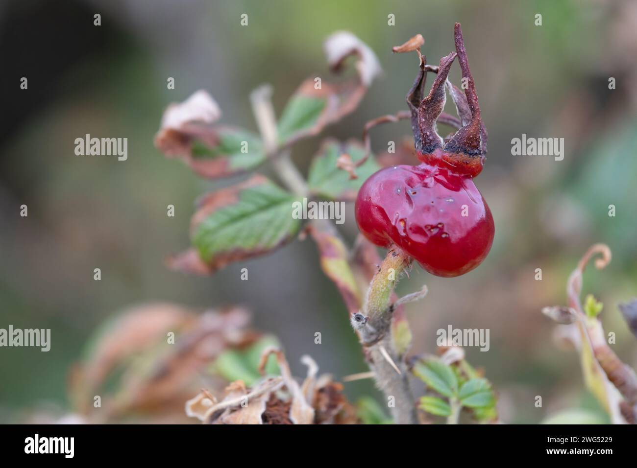 Danmark japan hi-res stock photography and images - Alamy