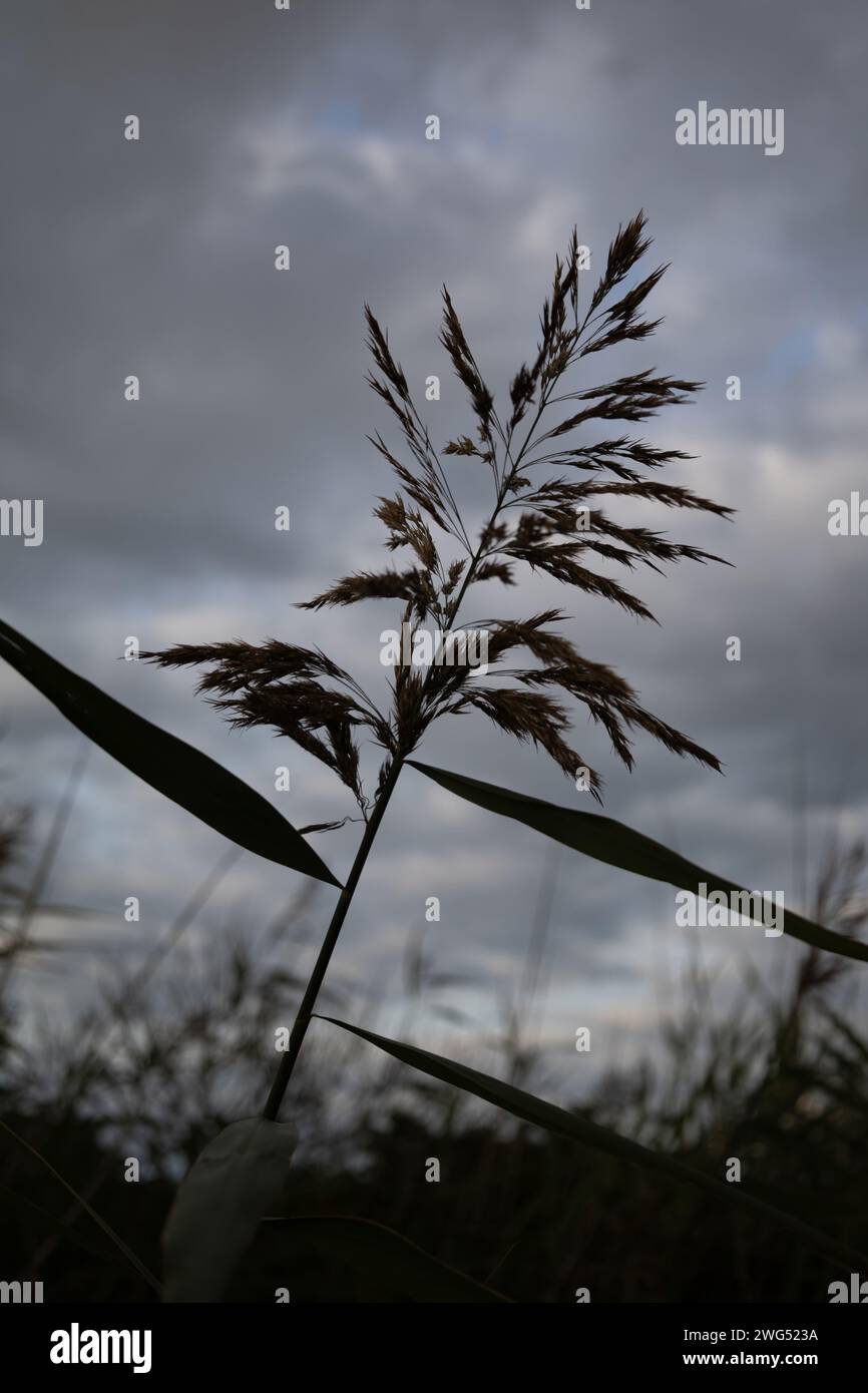 Common Reed and Clouds Stock Photo - Alamy