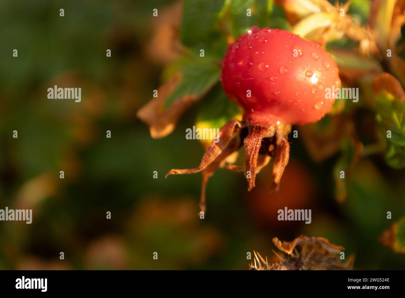 Japan regen hi-res stock photography and images - Alamy
