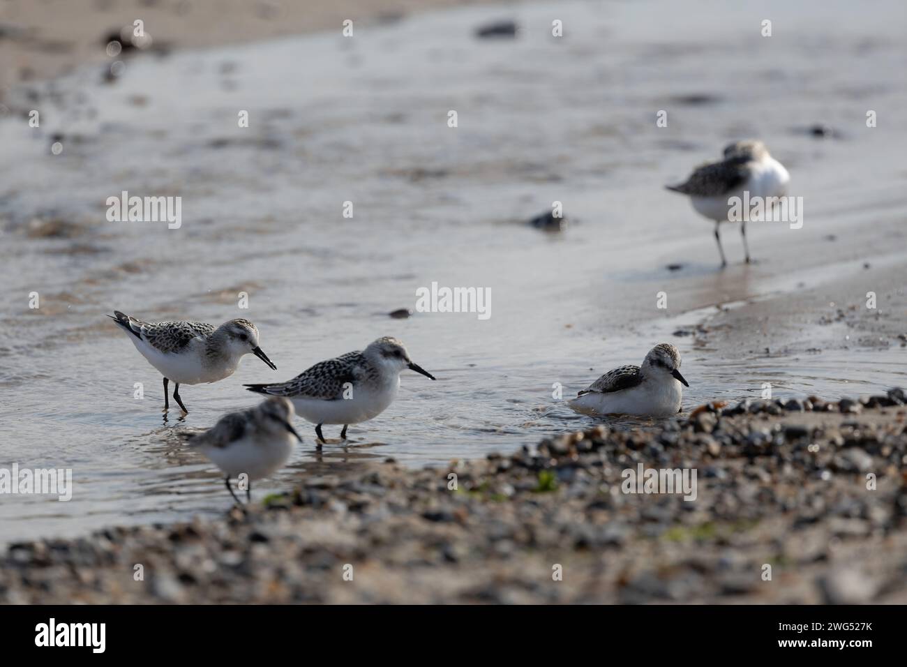 September wildtiere hi-res stock photography and images - Alamy