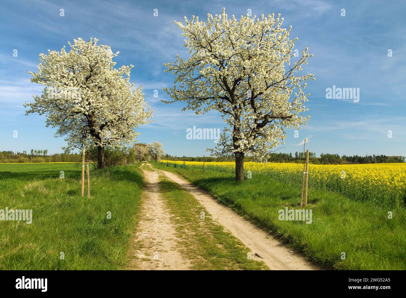 Alley of flowering cherry trees and dirt road and field of rapeseed ...