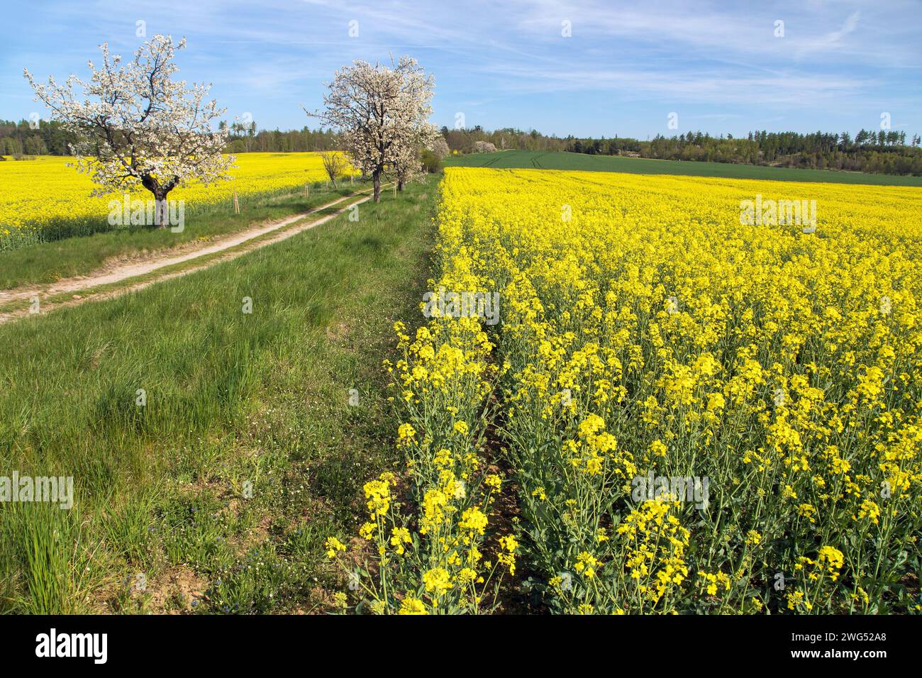 Alley of flowering cherry trees and dirt road and field of rapeseed ...