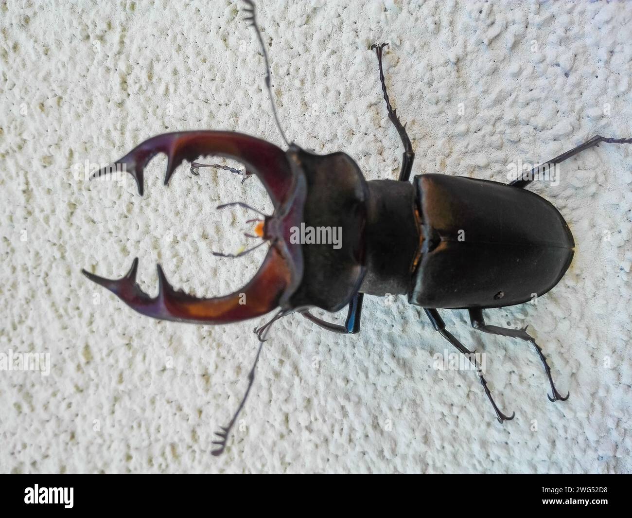 Male stag beetle ,Lucanus cervus, on natural background, listed in the ...